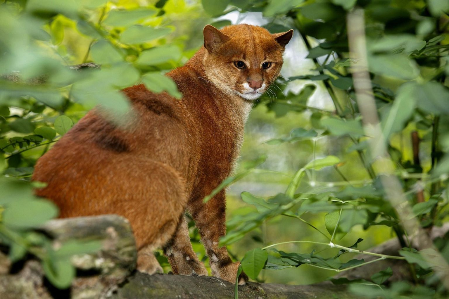 Animales de México: Las especies originarias de México más asombrosas