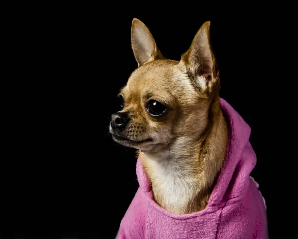 200+ Nombres de perritas (con significado) ¡Lindos, coquetos y tiernos!