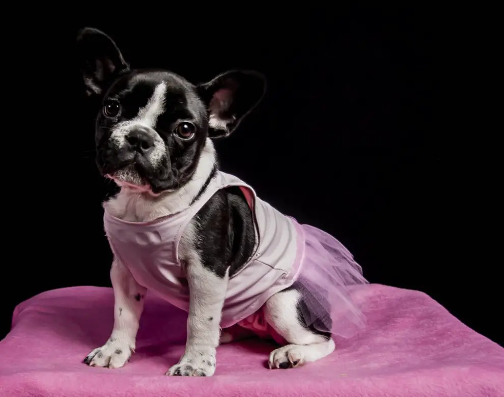 200+ Nombres de perritas (con significado) ¡Lindos, coquetos y tiernos!