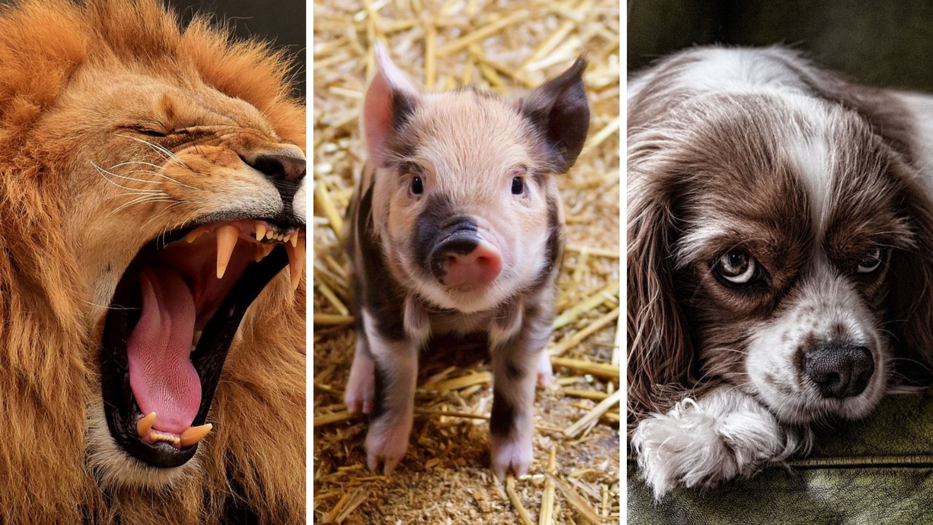 Animales para niños (domésticos y salvajes) ¡Tipos, características y ...