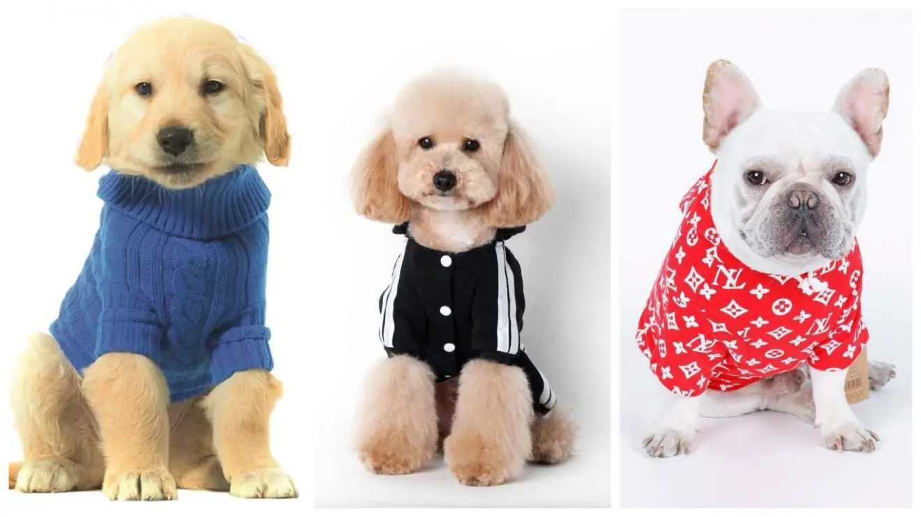 Trajes para perros: +22 opciones (adorables) para vestir a tu mascota