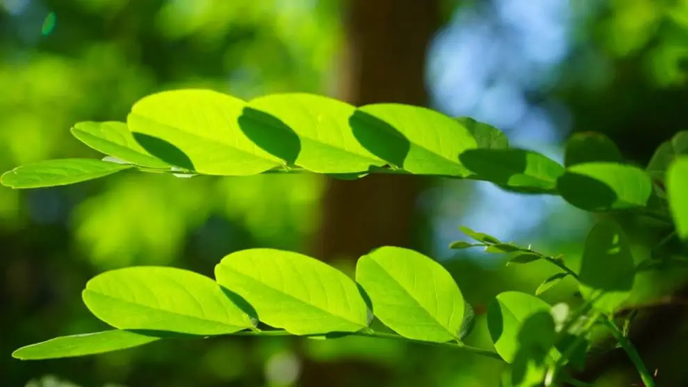 Frutas verdes ¡Propiedades y beneficios para la salud!