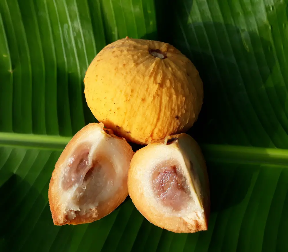 12 Frutas amargas ¡Propiedades y beneficios de consumirlas!