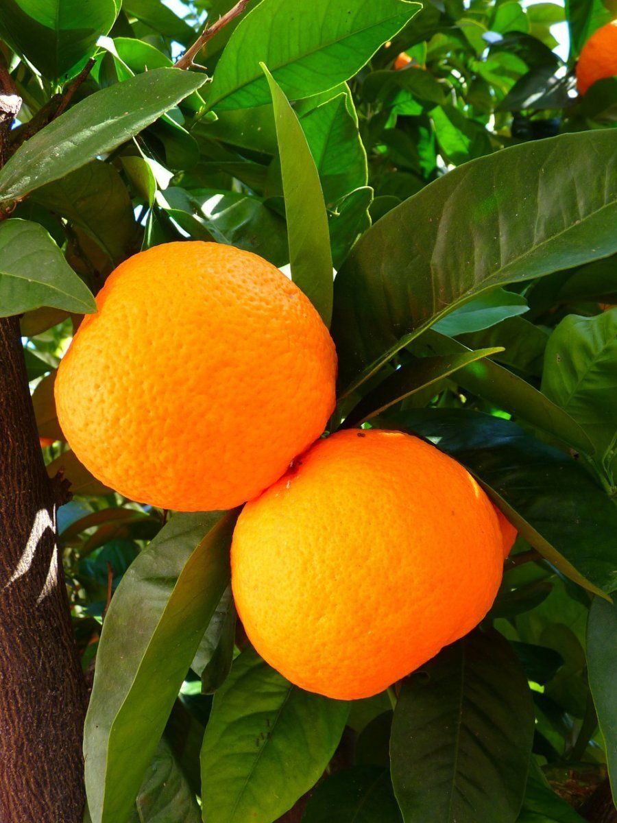 12 Frutas amargas ¡Propiedades y beneficios de consumirlas!