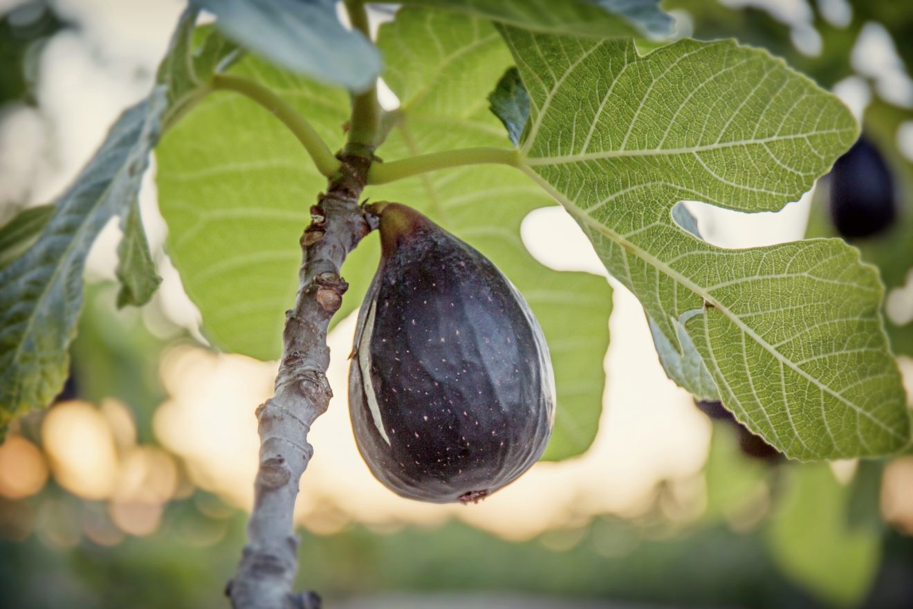 Frutas de temporada ¡Calendario (mes a mes) de tus frutas favoritas!