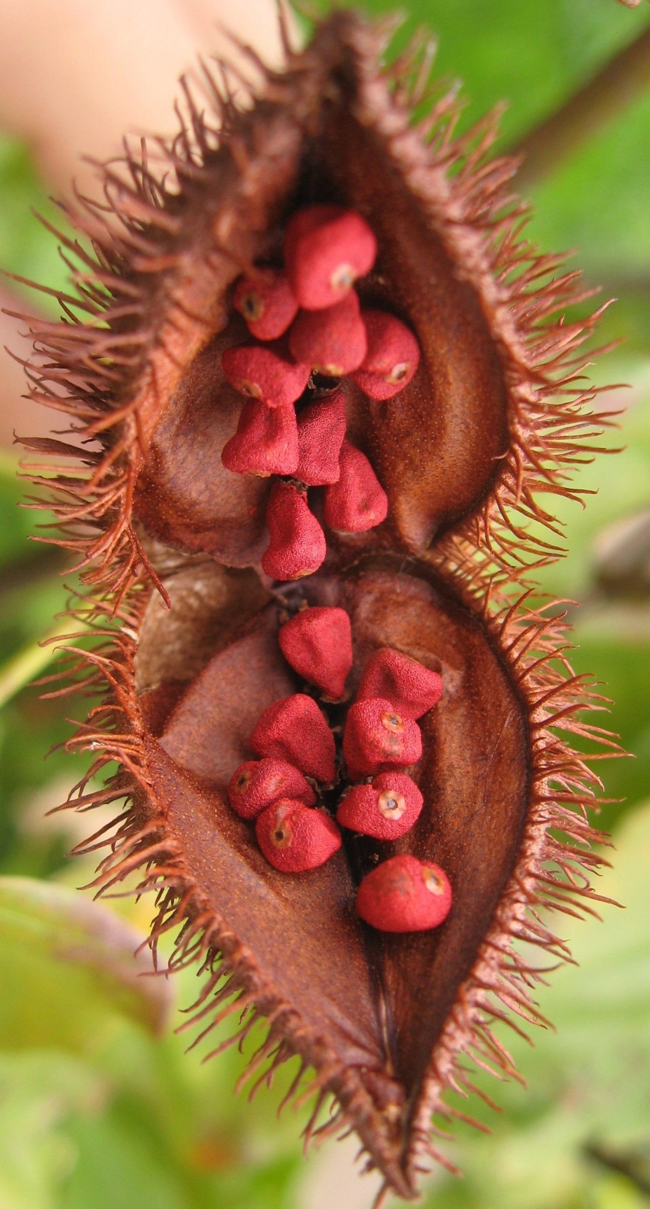 Ranking de las frutas raras y más exóticas que existen ¡Te sorprenderán!