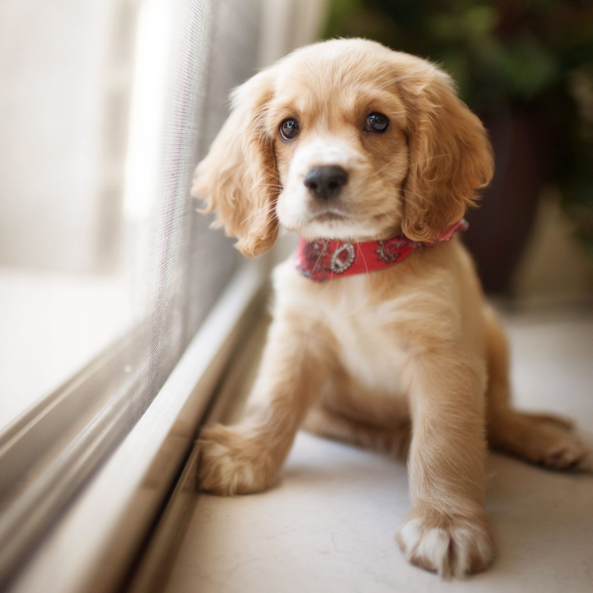 Nombres de perros en inglés ¡Razas caninas e ideas para nombrar a tu ...