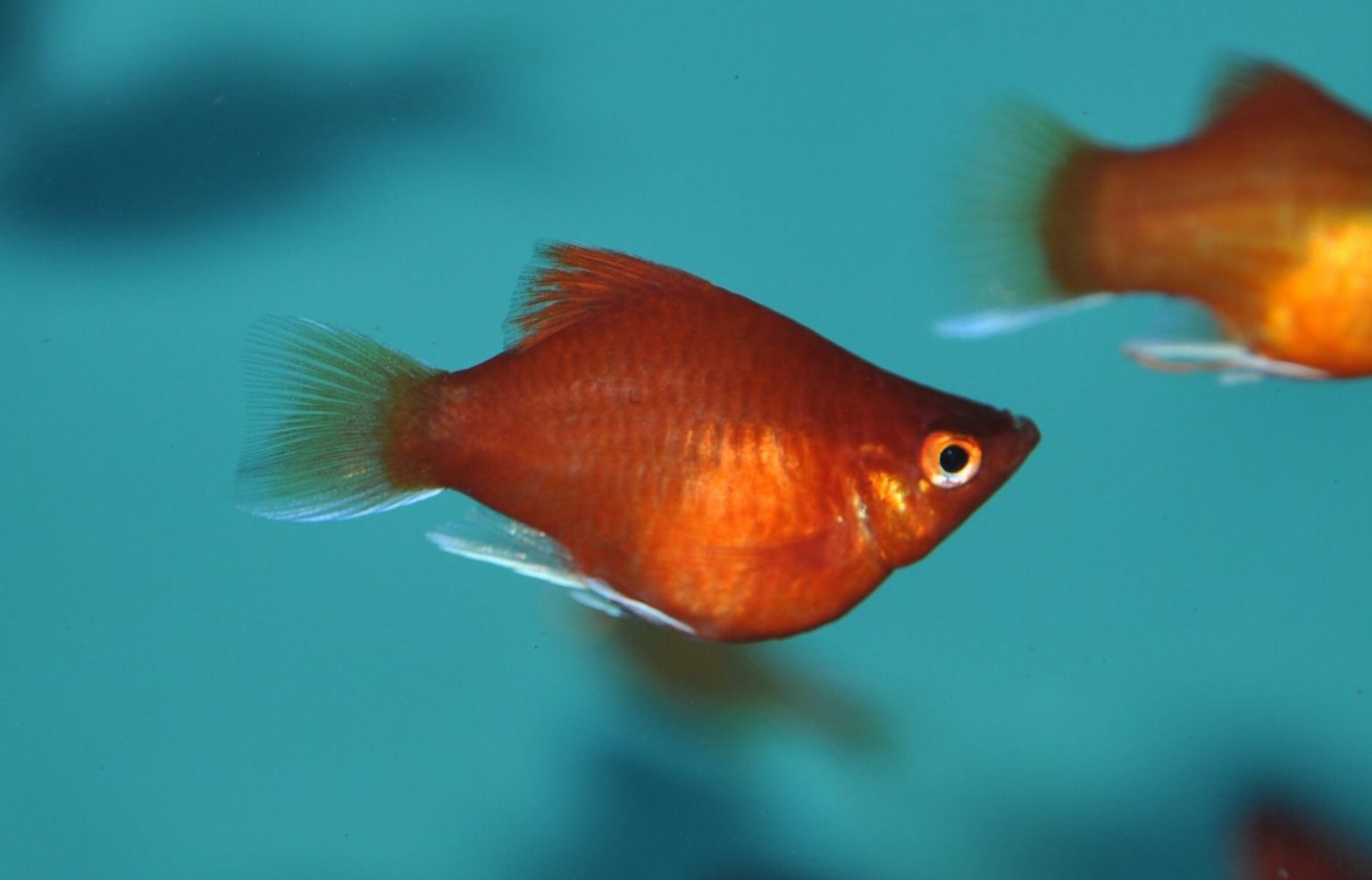 Peces para niños ¿Cuál elegir como mascotas para los pequeños?
