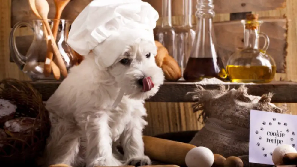 Como hacer comida para perros: ¡Recetas para hacer feliz a tu mascota!