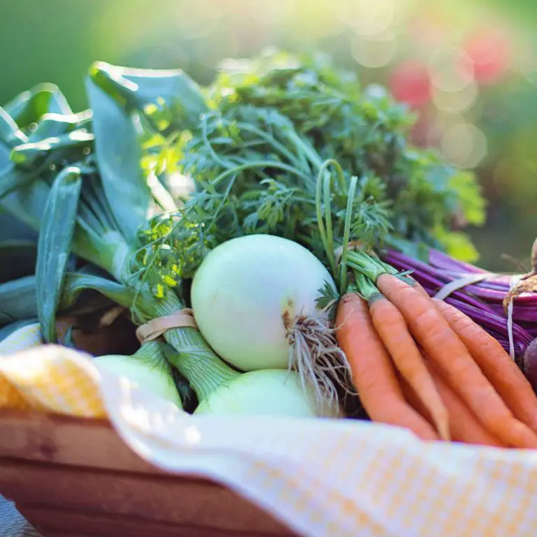 Lista de hortalizas ¡Tipos, características y propiedades!