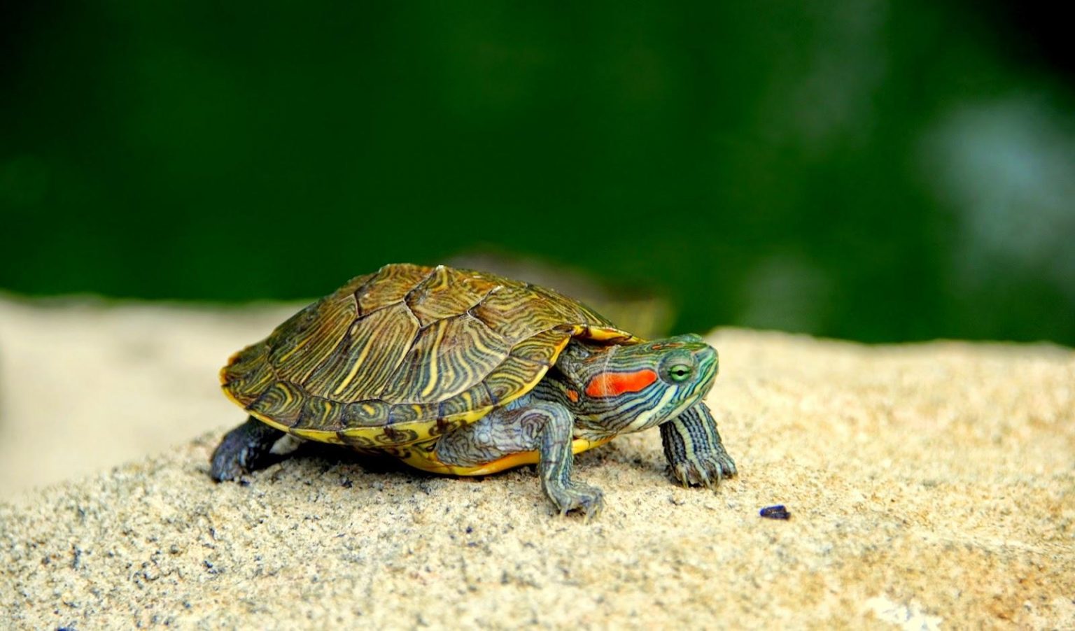 Tortuga mascota para niños ¡Especies más populares, cuidados y ...