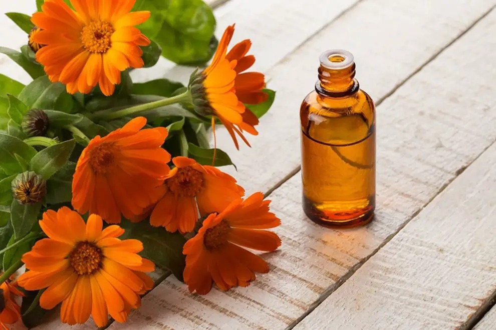 Aceite de Caléndula: Una alternativa natural para tu rutina de belleza