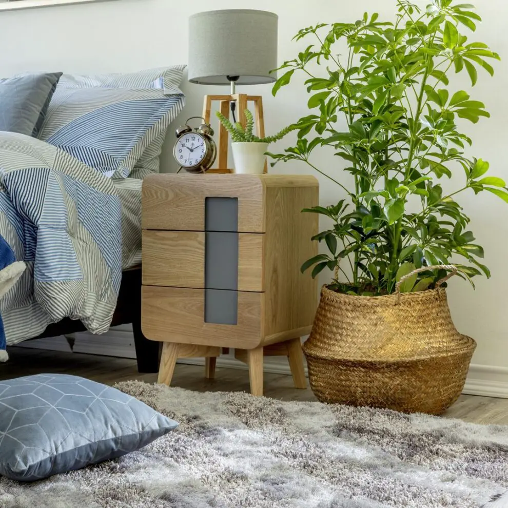 Cheflera y sus cuidados: Los mejores tips para su conservación