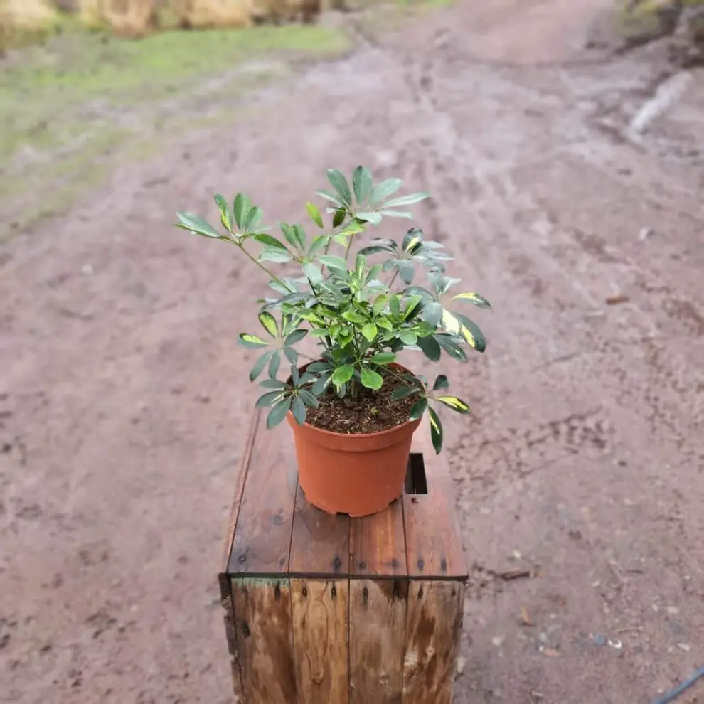 Cheflera y sus cuidados: Los mejores tips para su conservación