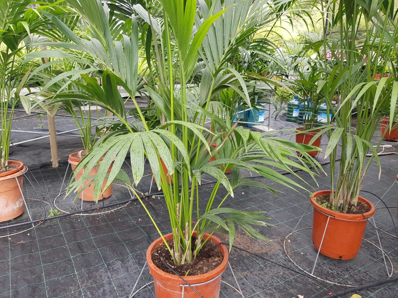 Planta Areca, la palmera de interior ideal para decorar tus espacios