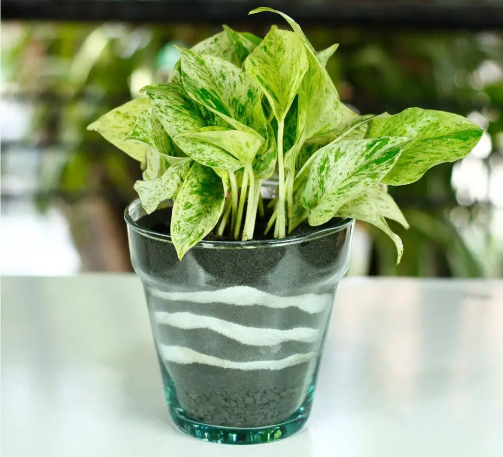 Plantas potos: ¿Por qué tenerlas en casa y cómo cuidarlas?