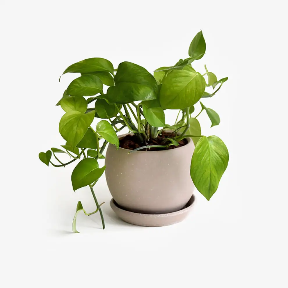 Potus: Una planta de interiores para purificar tu ambiente