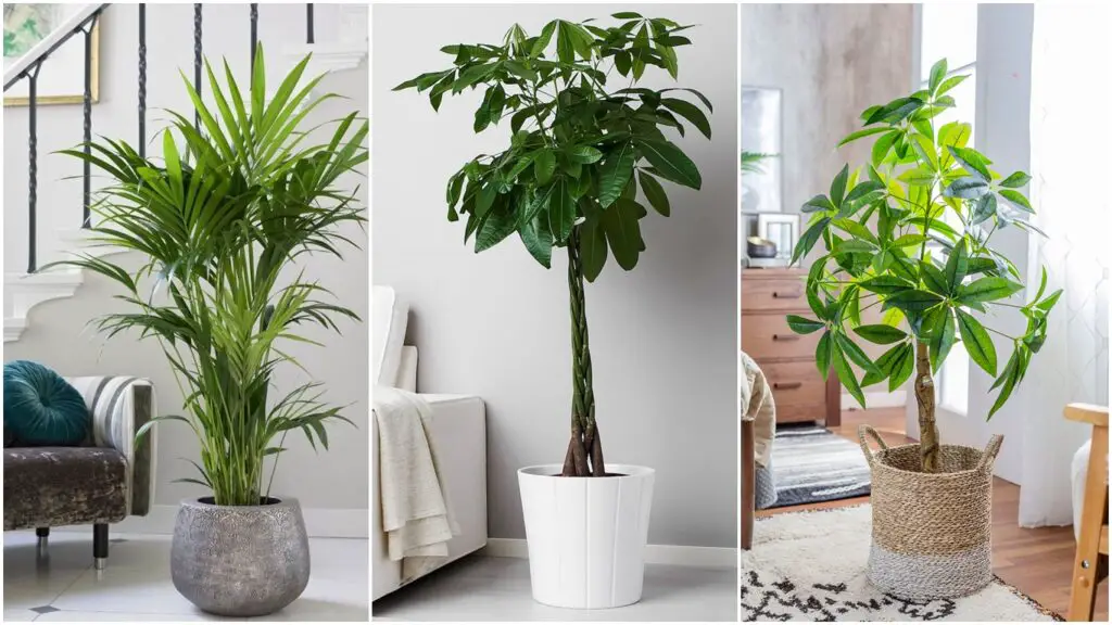 Las 20 mejores matas de interior resistentes, duraderas y fáciles de cuidar