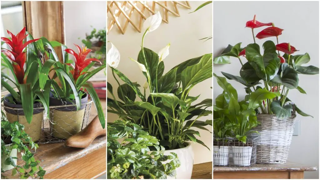 12 Plantas de interior con flores ¡Perfectas para todo el año!