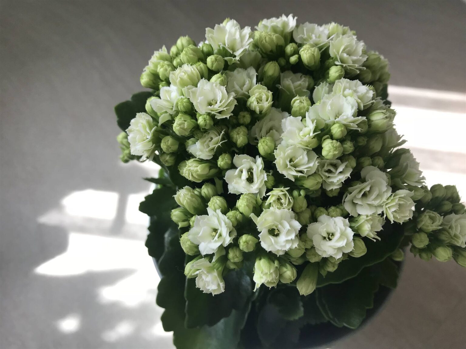 12 Plantas de interior con flores ¡Perfectas para todo el año!