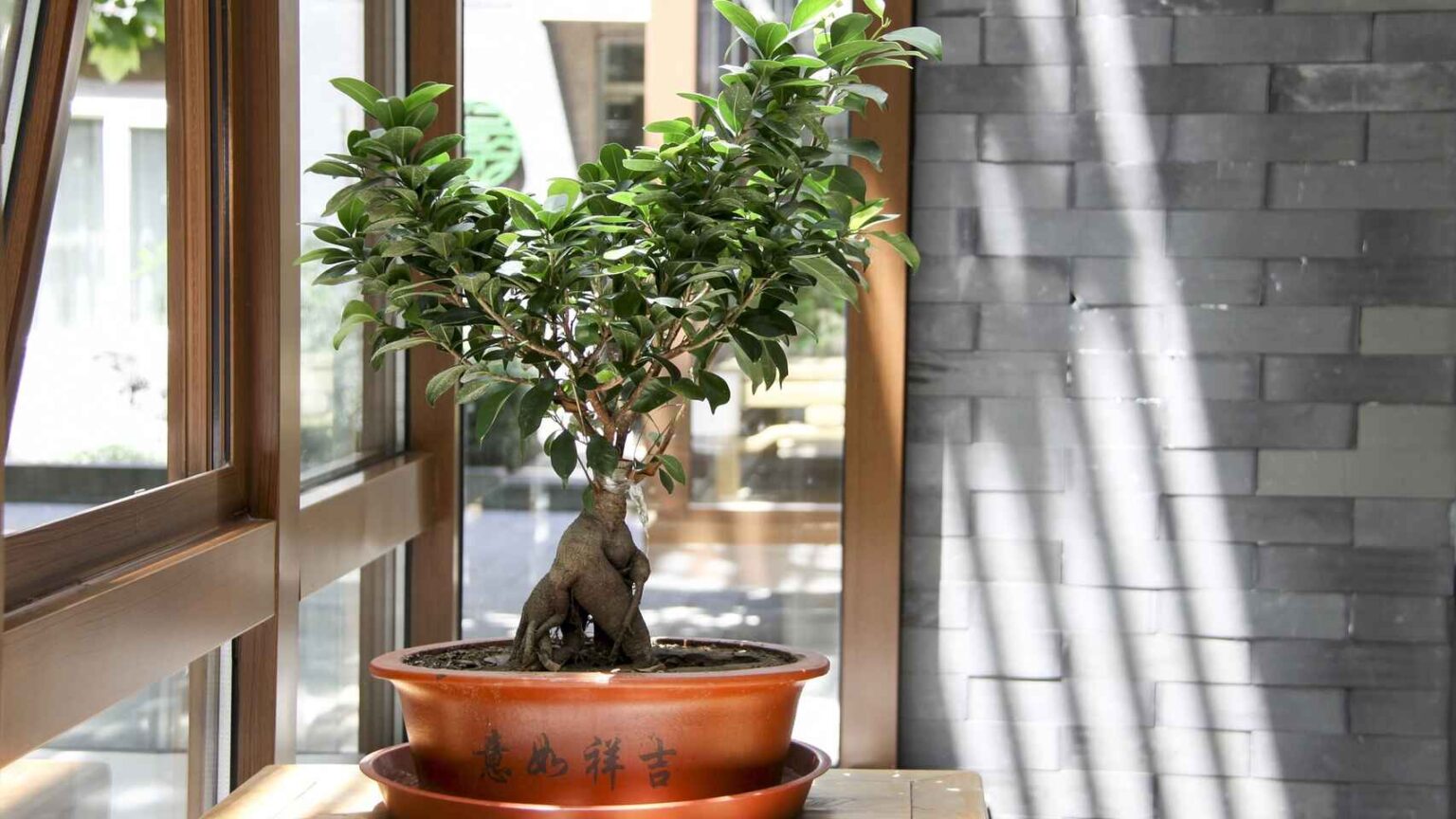 ¿Sabes cuáles son las mejores macetas de interior para tus plantas?