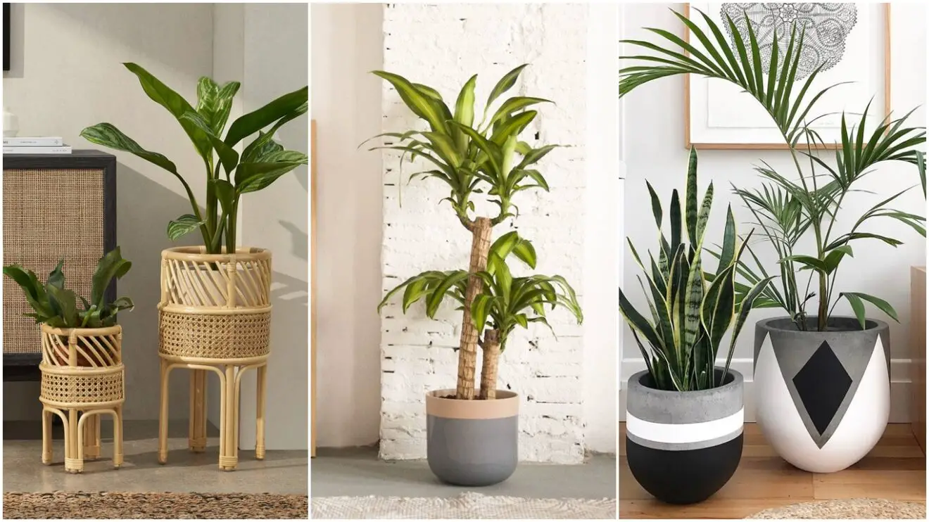 ¿Sabes cuáles son las mejores macetas de interior para tus plantas?