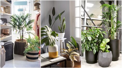 ¿Sabes cuáles son las mejores macetas de interior para tus plantas?