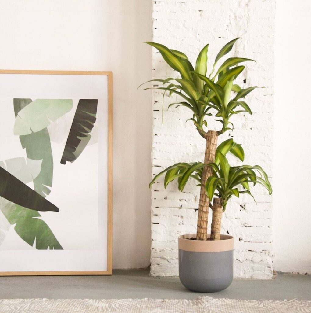 ¿Sabes cuáles son las mejores macetas de interior para tus plantas?