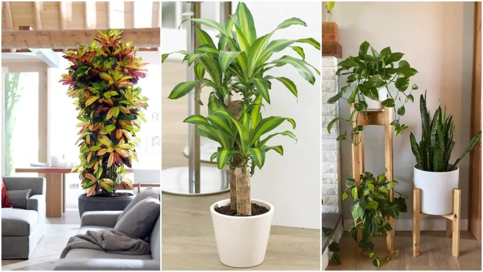 Elegant Plantas De Interior Con Poca Luz Gallery