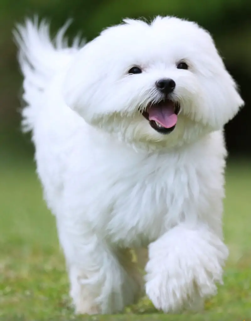 Nombres para perros blancos (hembra y macho) muy originales y bonitos