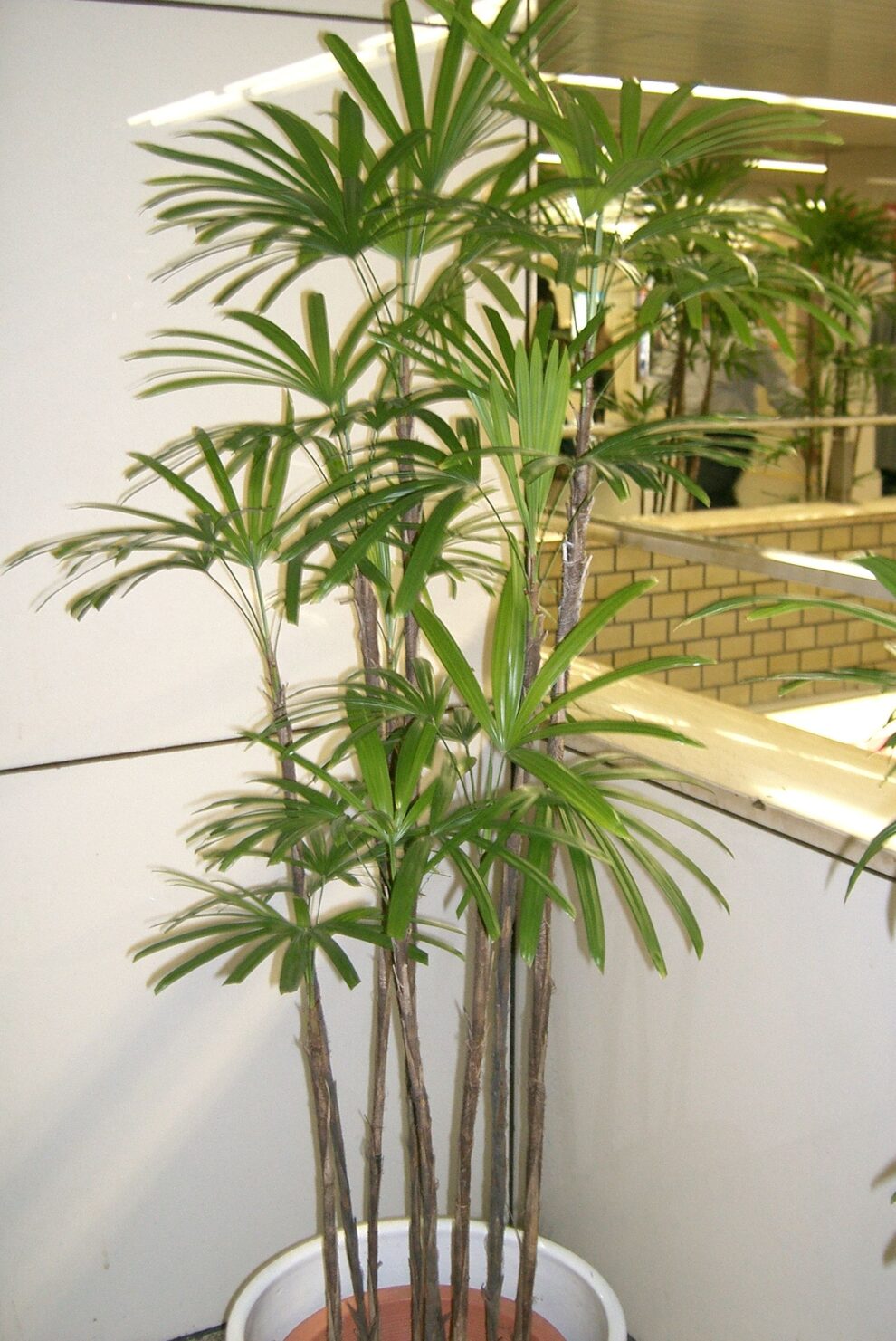 Las +11 Palmeras de interior más bonitas y fáciles de cuidar