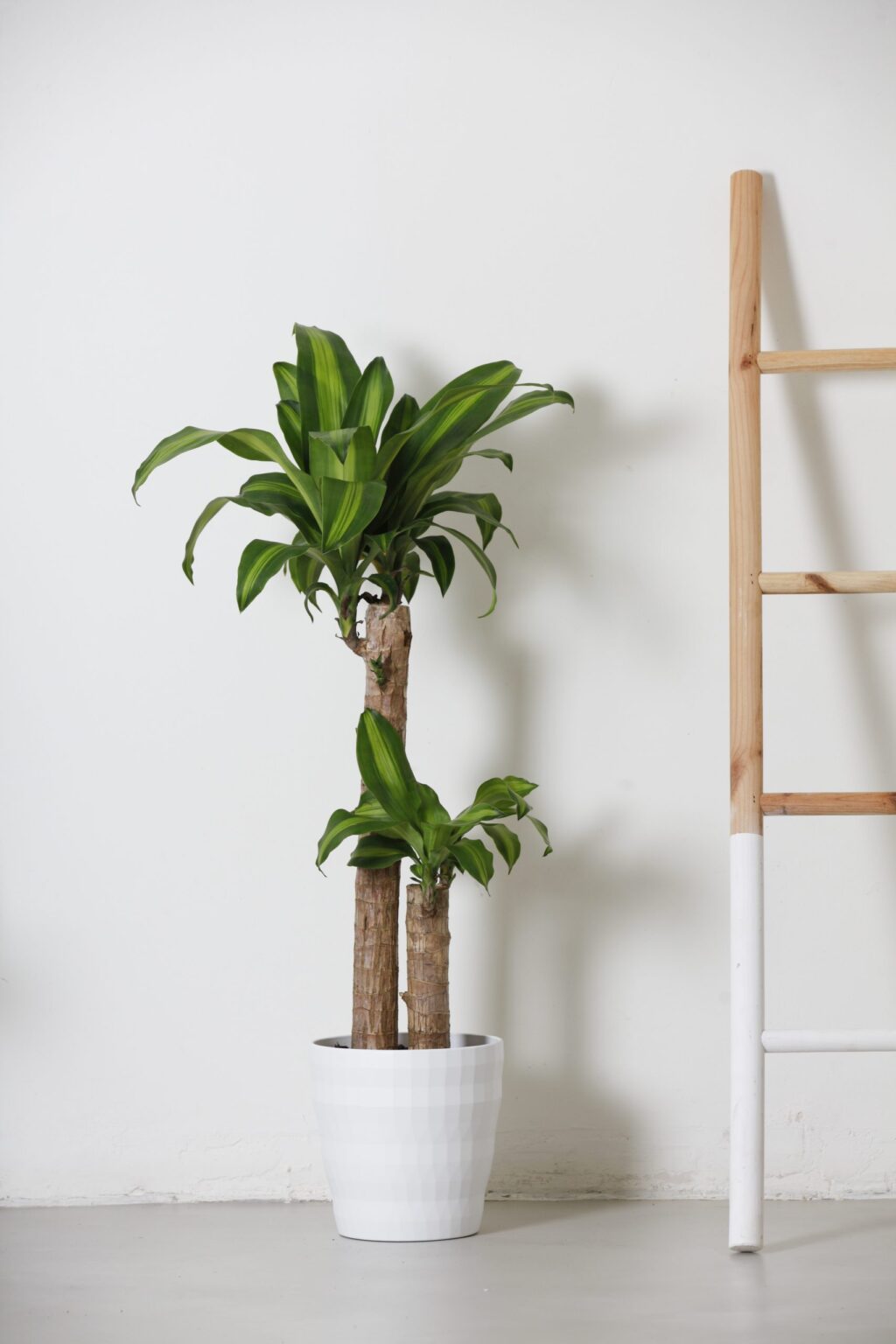 Las 20 mejores matas de interior resistentes, duraderas y fáciles de cuidar