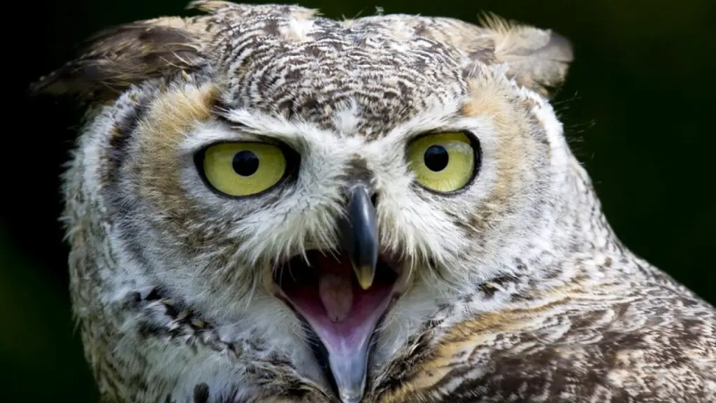 +163 Datos curiosos (y fascinantes) de los animales