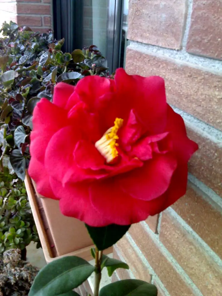 +19 Hermosas plantas de interior con flor roja para decorar tu hogar