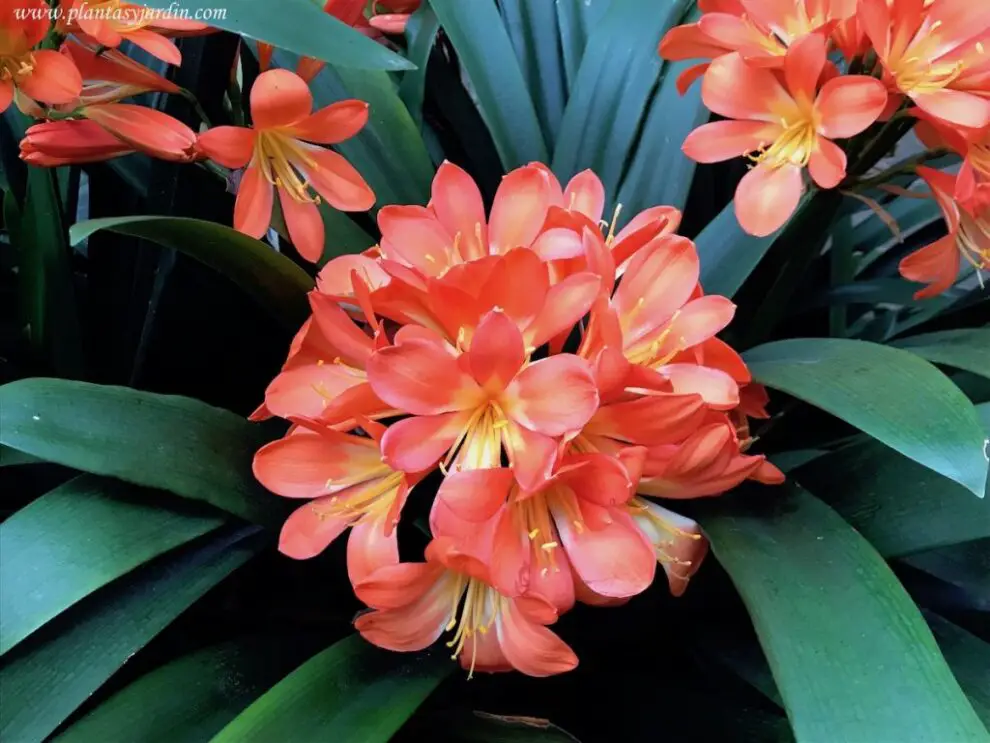 +19 Hermosas plantas de interior con flor roja para decorar tu hogar