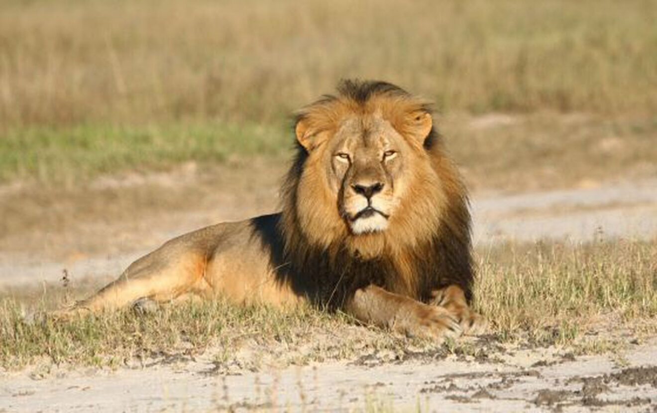 Animales carnívoros: ¿Cuáles son sus características y cómo se clasifican?