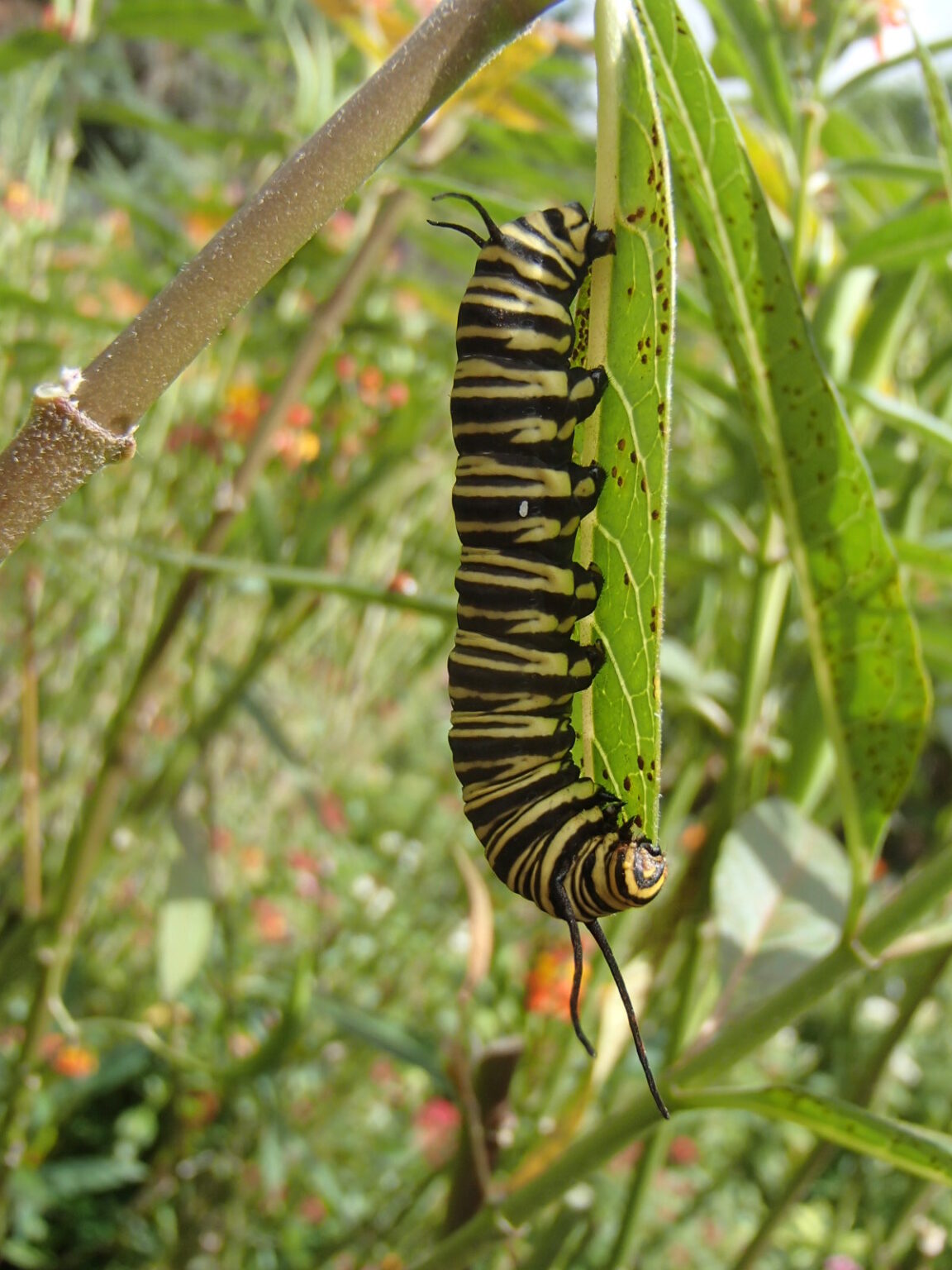 Los animales invertebrados más increíbles del planeta [Listado y ejemplos]