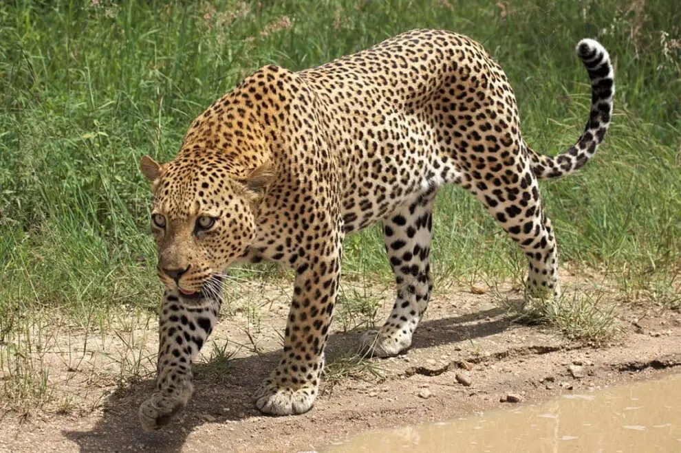 Animales terrestres: Tipos, características y ejemplos
