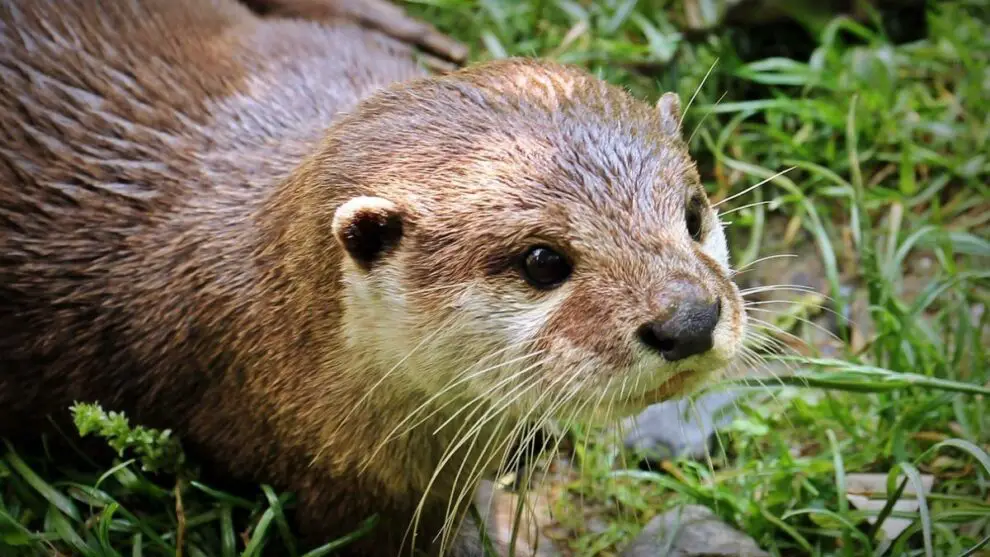 +300 Animales del bosque (fascinantes) que de seguro no conoces