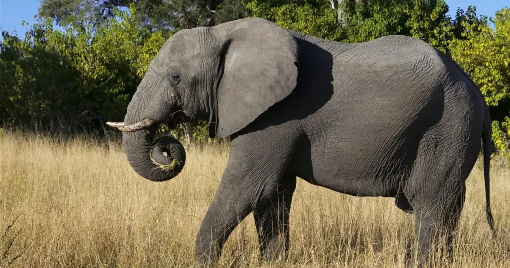 Animales vivíparos: ¿Cuáles son? Tipos, ejemplos y características