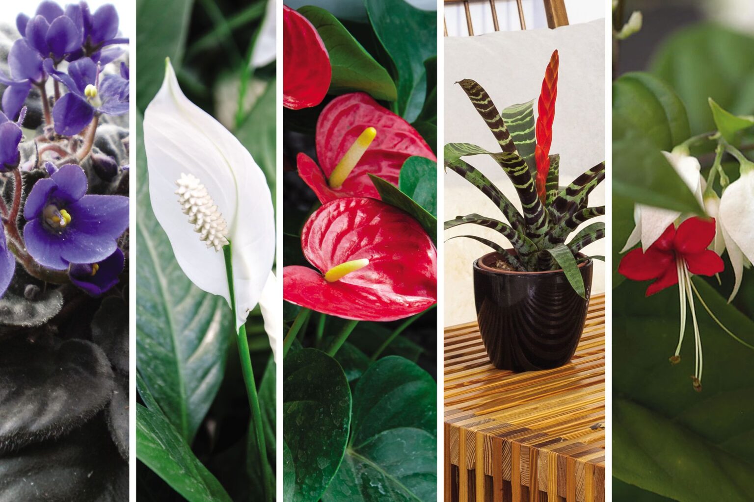 +16 Flores de interior ideales para decorar tu hogar