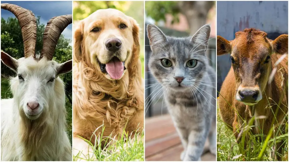 Nombres de animales mamíferos: Especies, hábitat y características