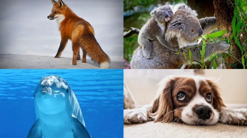 Nombres de animales mamíferos: Especies, hábitat y características