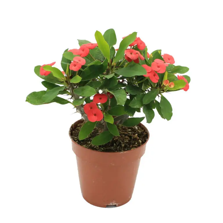 +16 Flores de interior ideales para decorar tu hogar