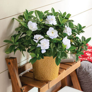 +16 Flores de interior ideales para decorar tu hogar