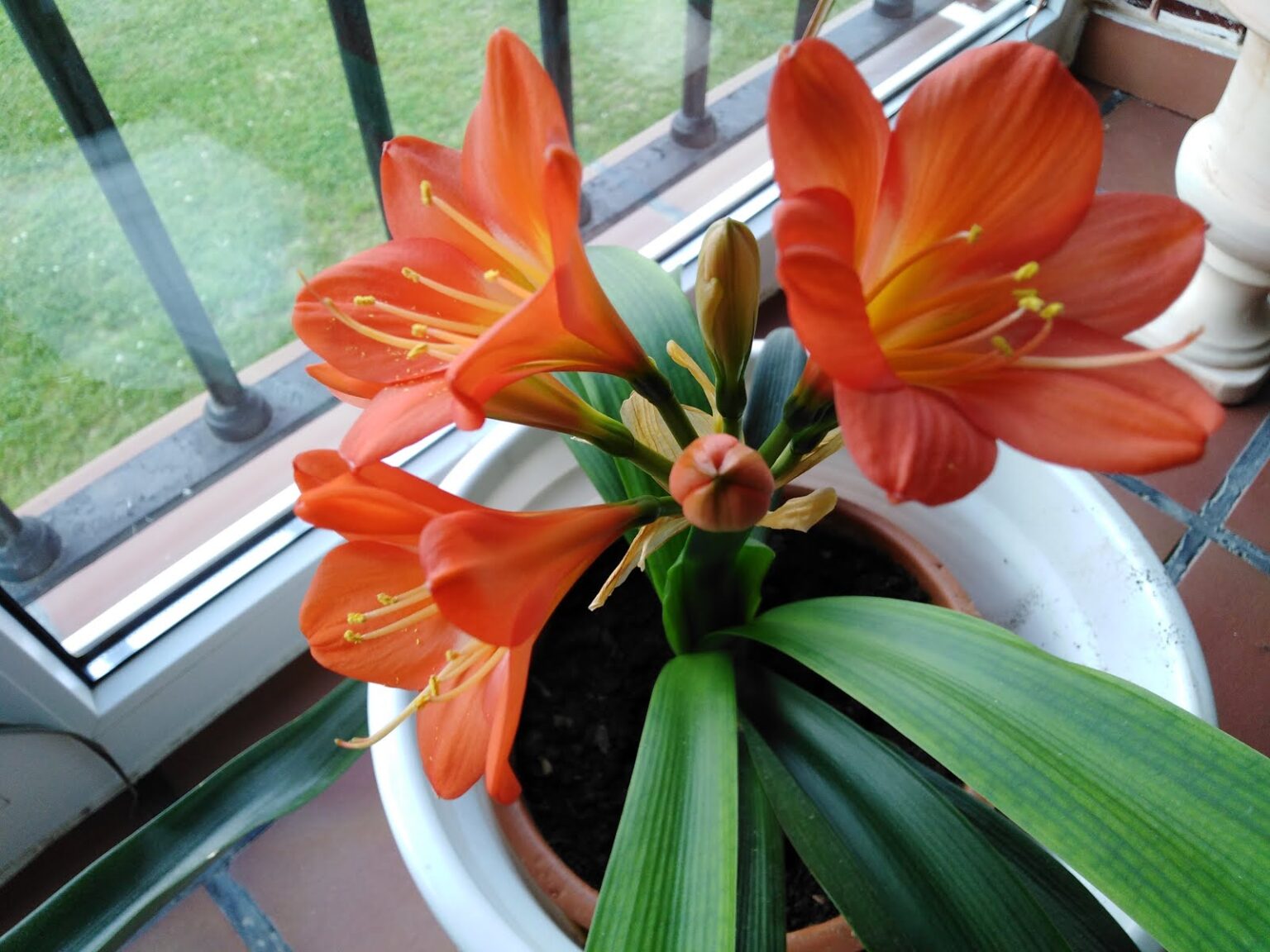 +16 Flores de interior ideales para decorar tu hogar