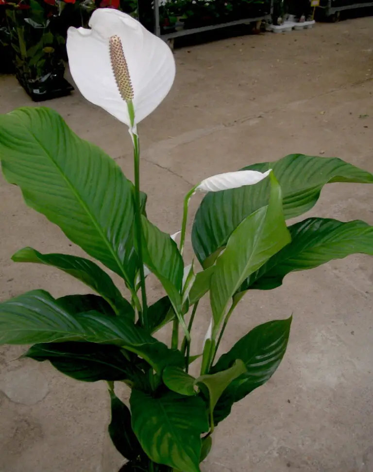 +16 Flores de interior ideales para decorar tu hogar