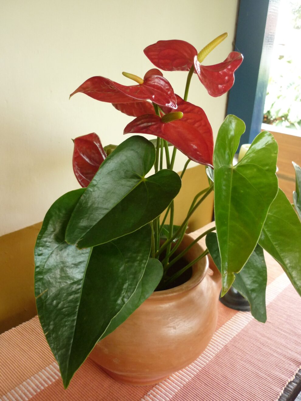 +16 Flores de interior ideales para decorar tu hogar