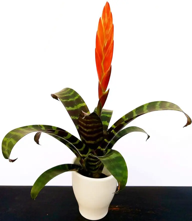 +16 Flores de interior ideales para decorar tu hogar