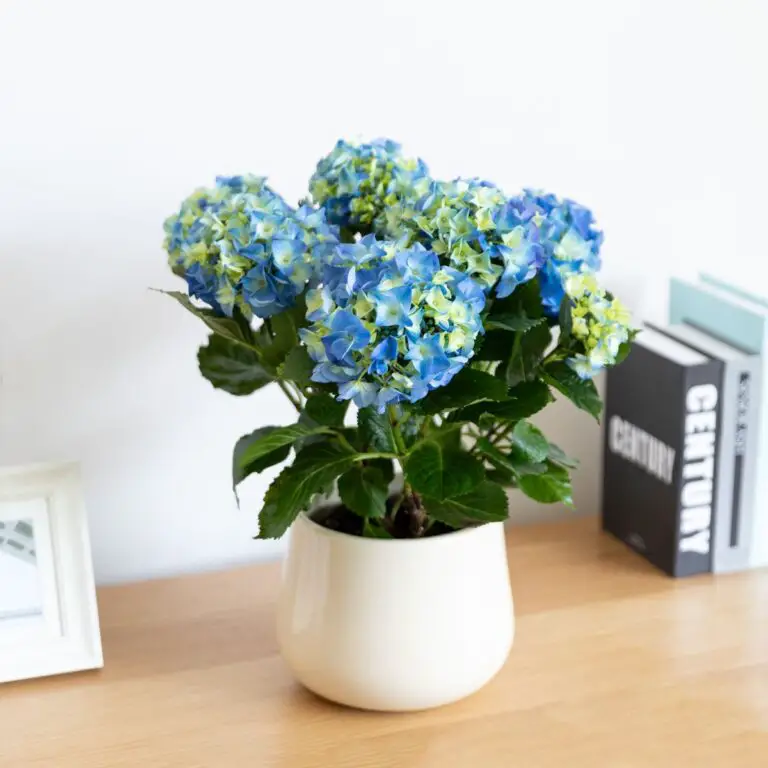 +16 Flores de interior ideales para decorar tu hogar